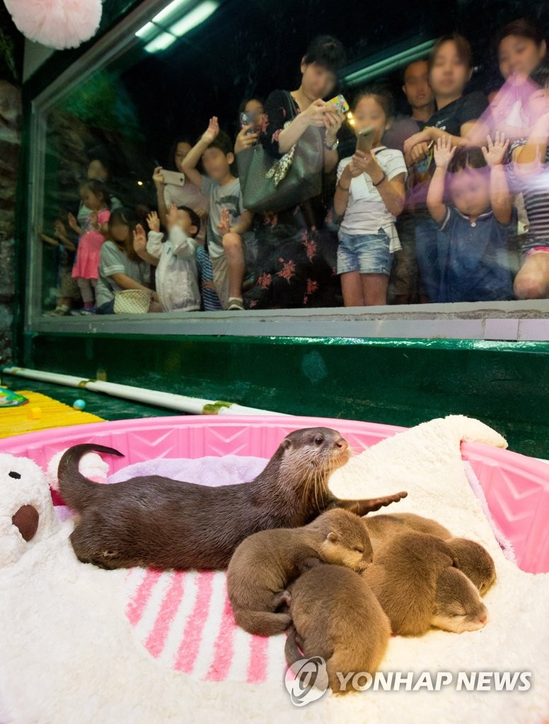 Baby otters | Yonhap News Agency