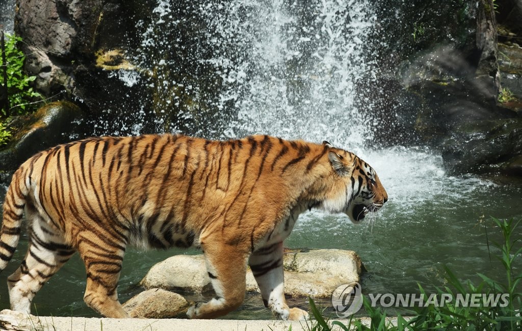 시원한 폭포와 한국호랑이 연합뉴스