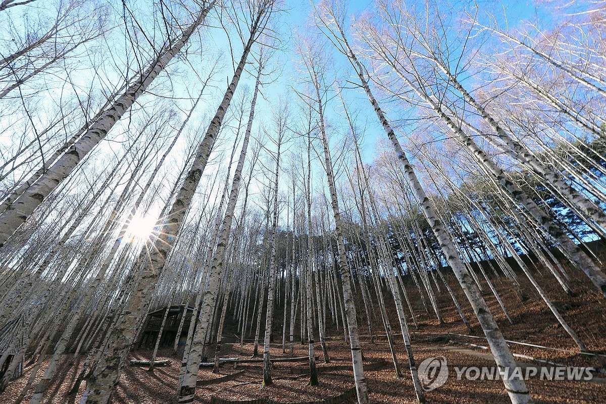 인제 자작나무숲 순백의 화려함 연합뉴스
