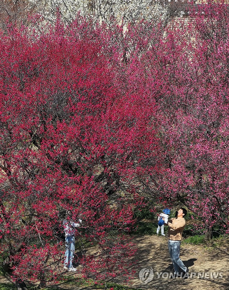 Red plum tree blossoms | Yonhap News Agency